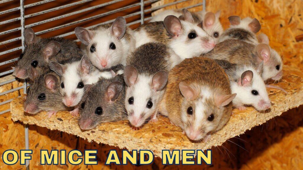 OF MICE AND MEN - Rabbi Pini Dunner