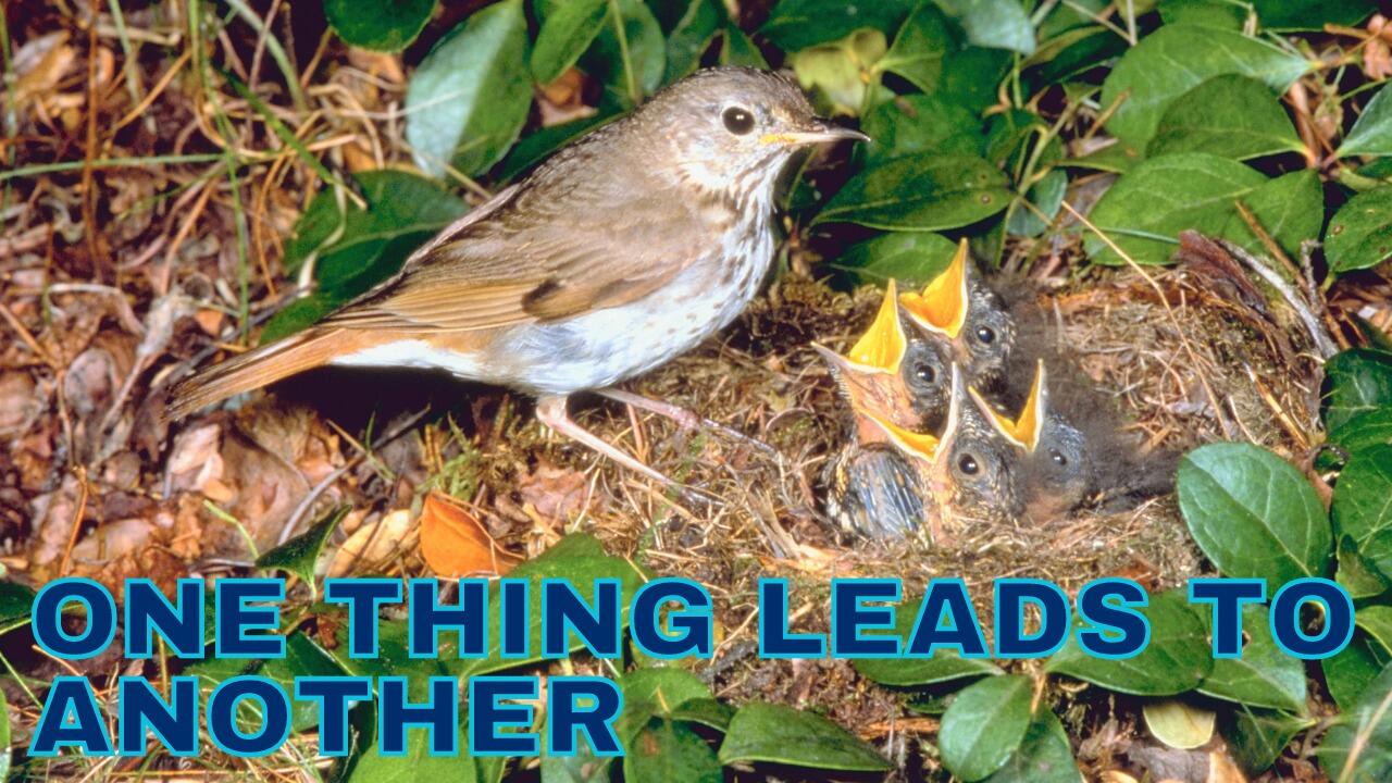 ONE THING LEADS TO ANOTHER - Rabbi Pini Dunner